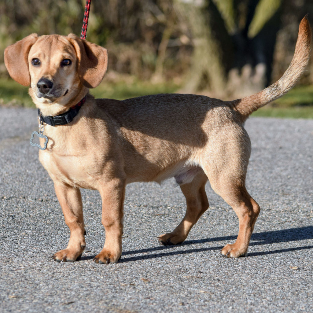 Jack Jack - Animal House Shelter