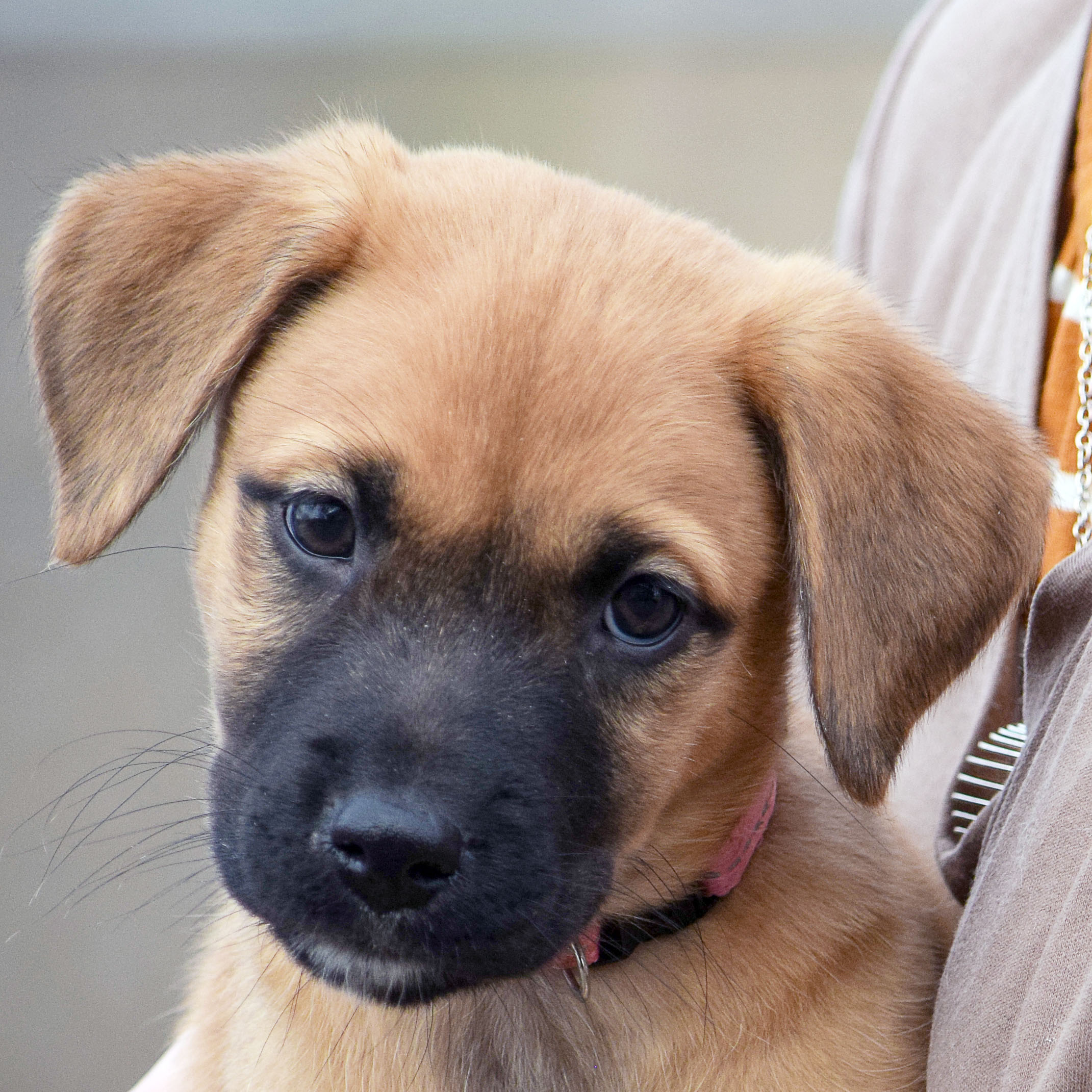 Lea - Animal House Shelter