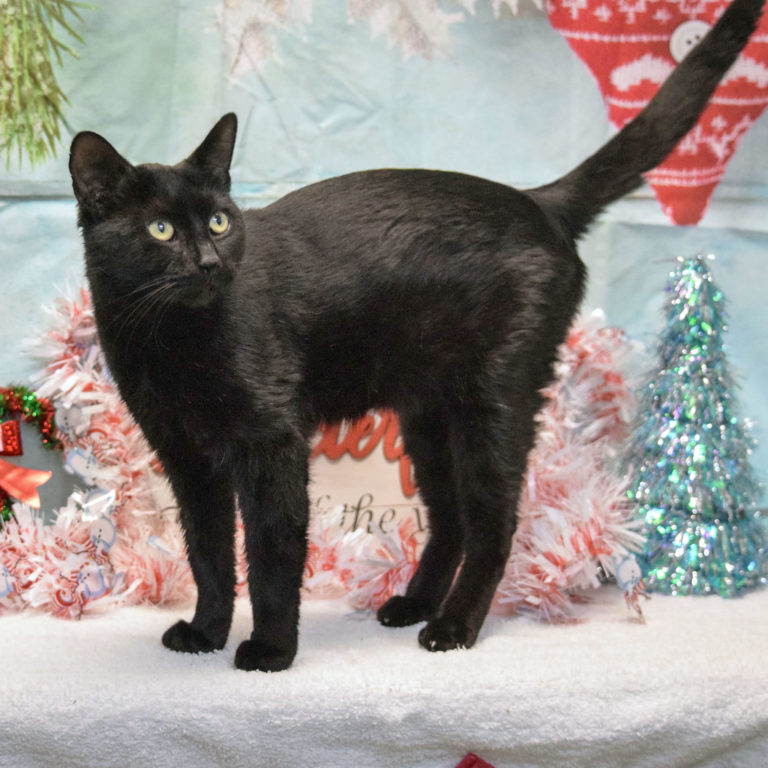 Maverick - Animal House Shelter