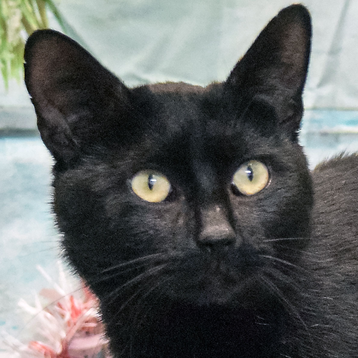 Maverick - Animal House Shelter