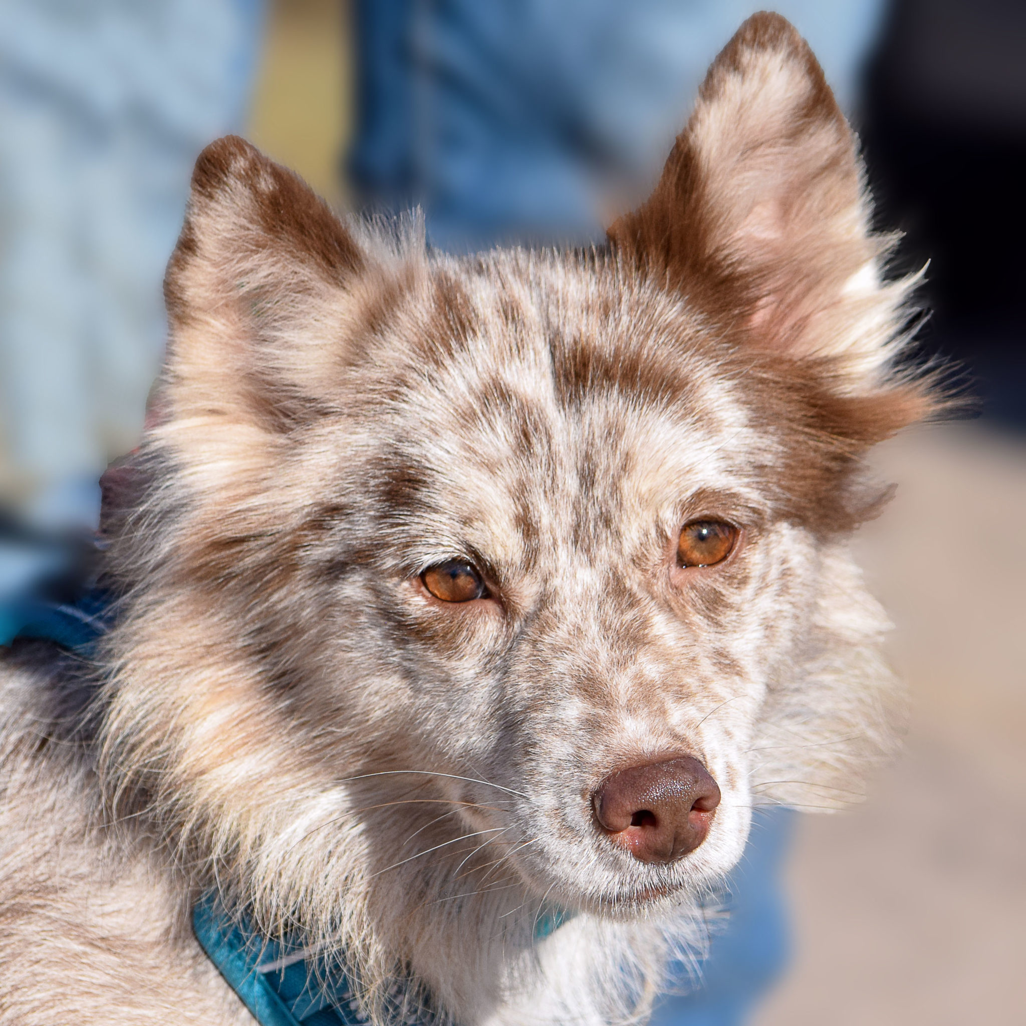 Meriden - Animal House Shelter