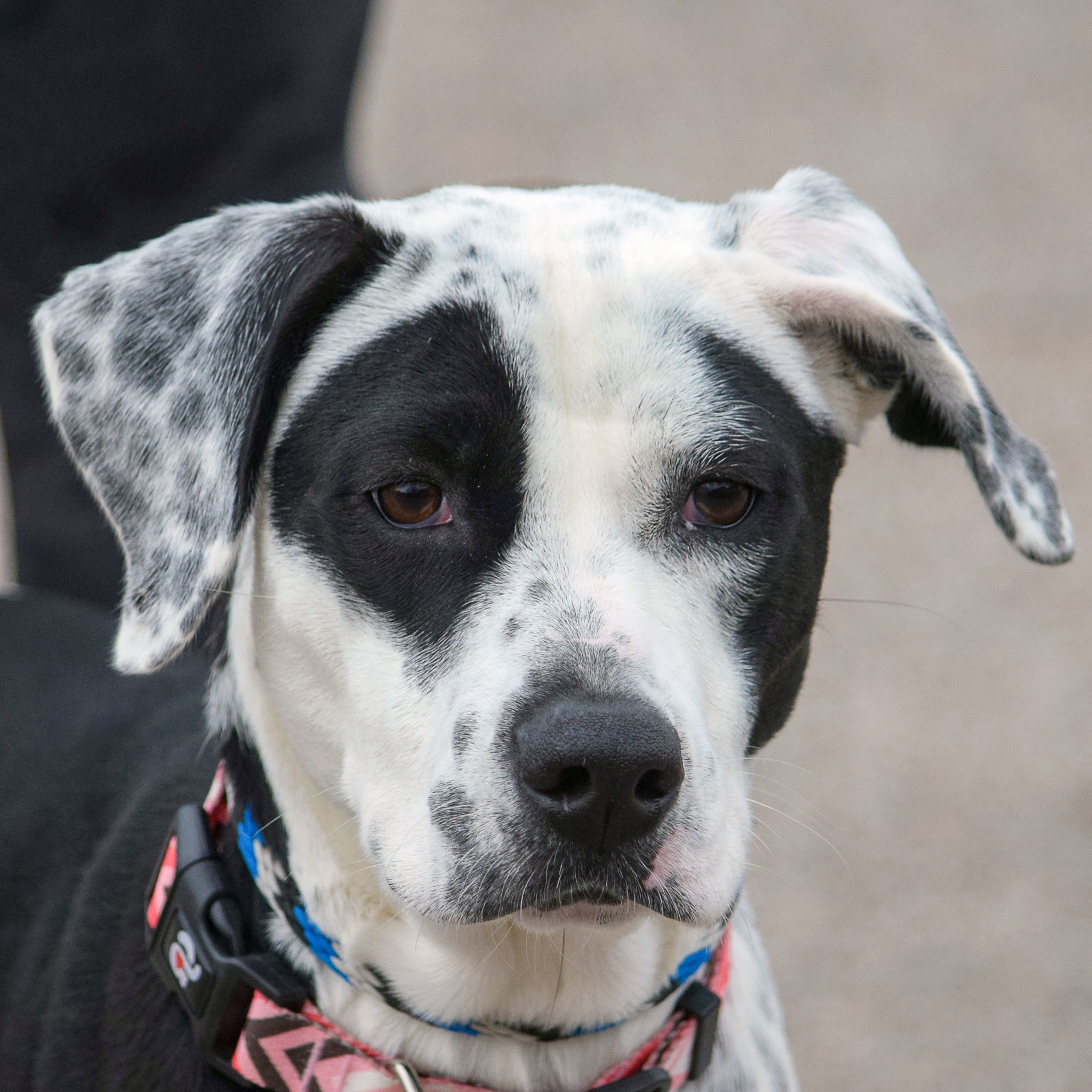 Moxy - Animal House Shelter