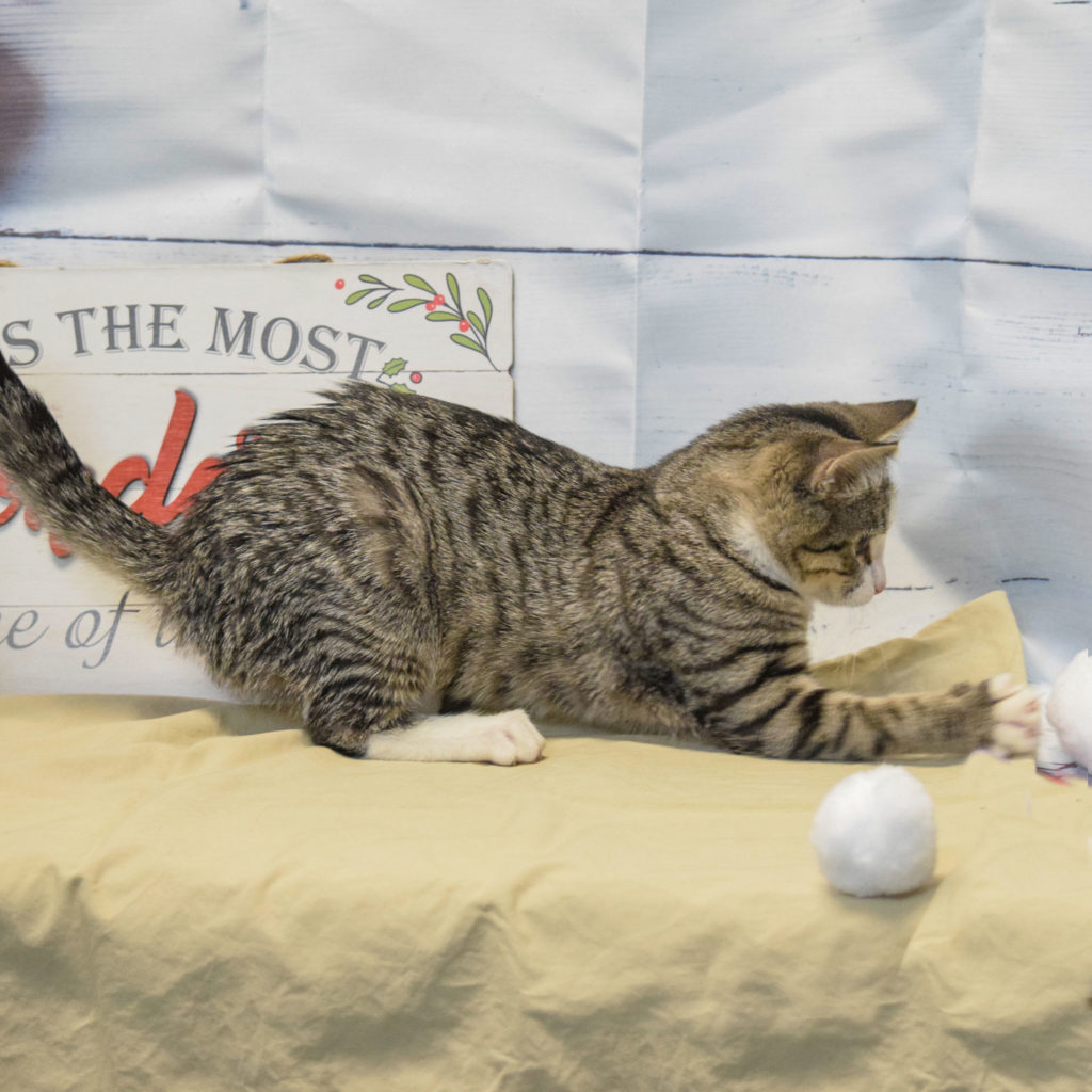 Patty - Animal House Shelter