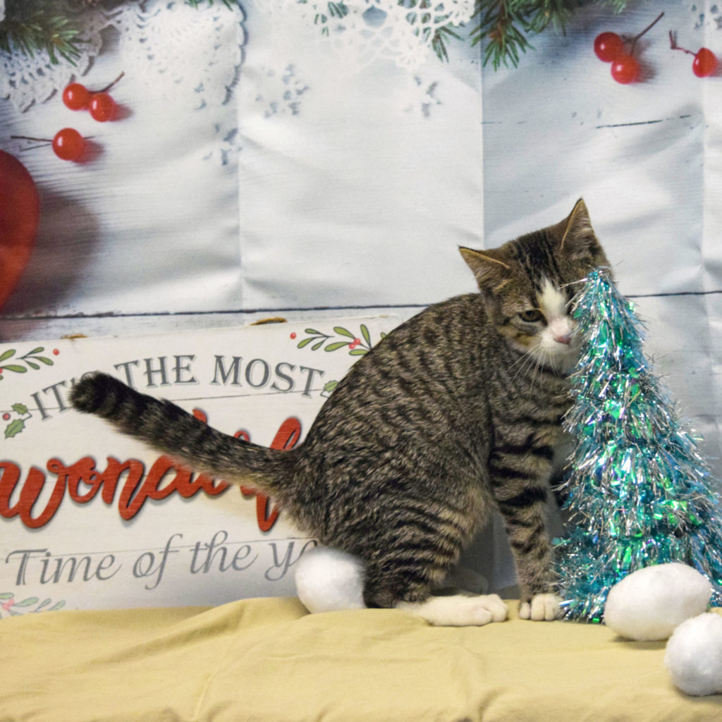 Patty - Animal House Shelter