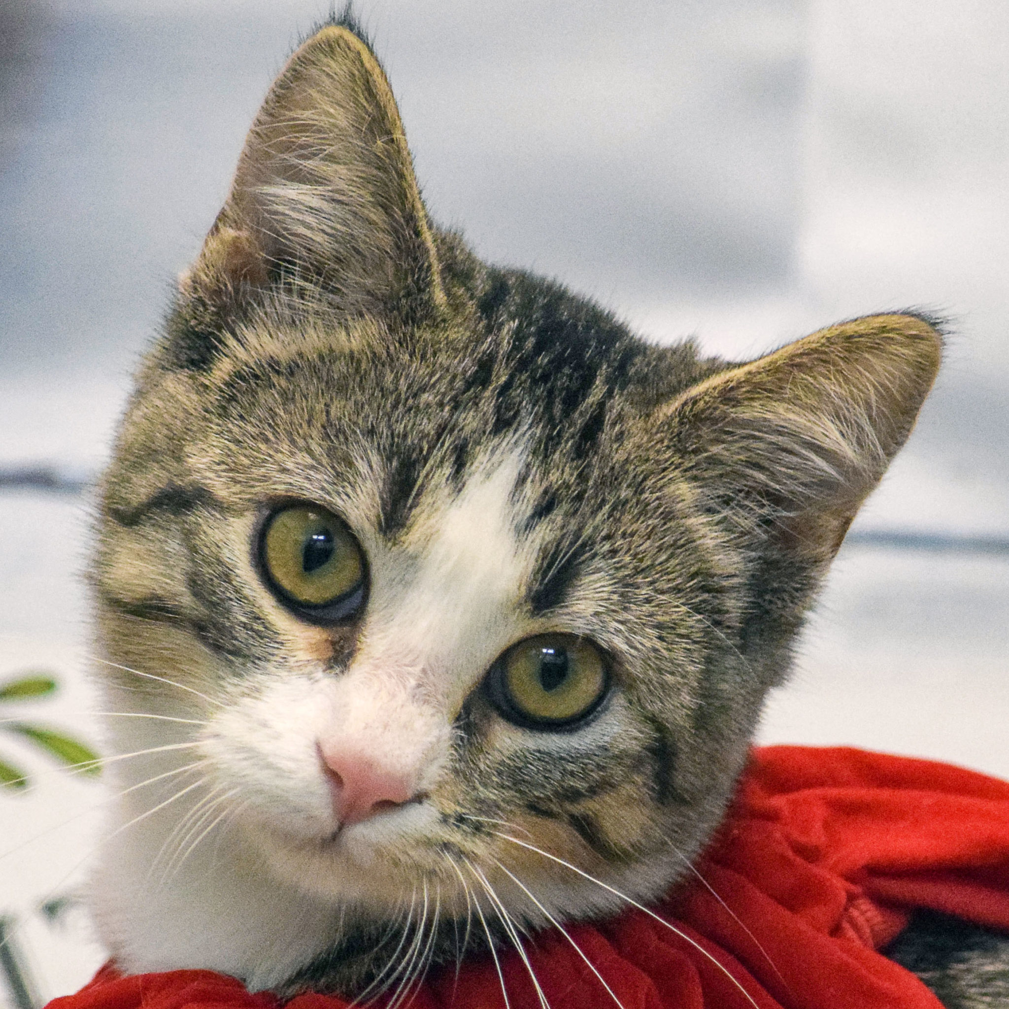 Patty - Animal House Shelter