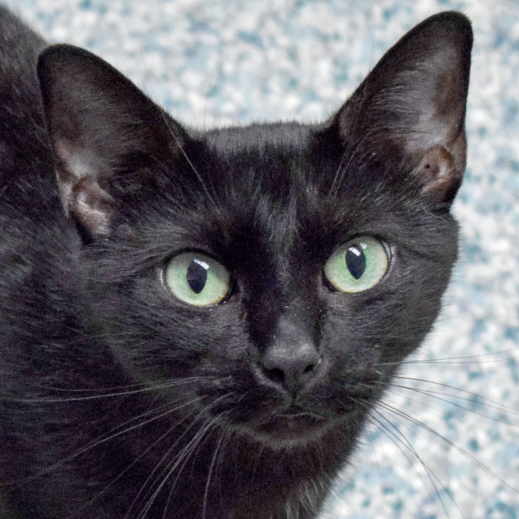 Raven - Animal House Shelter