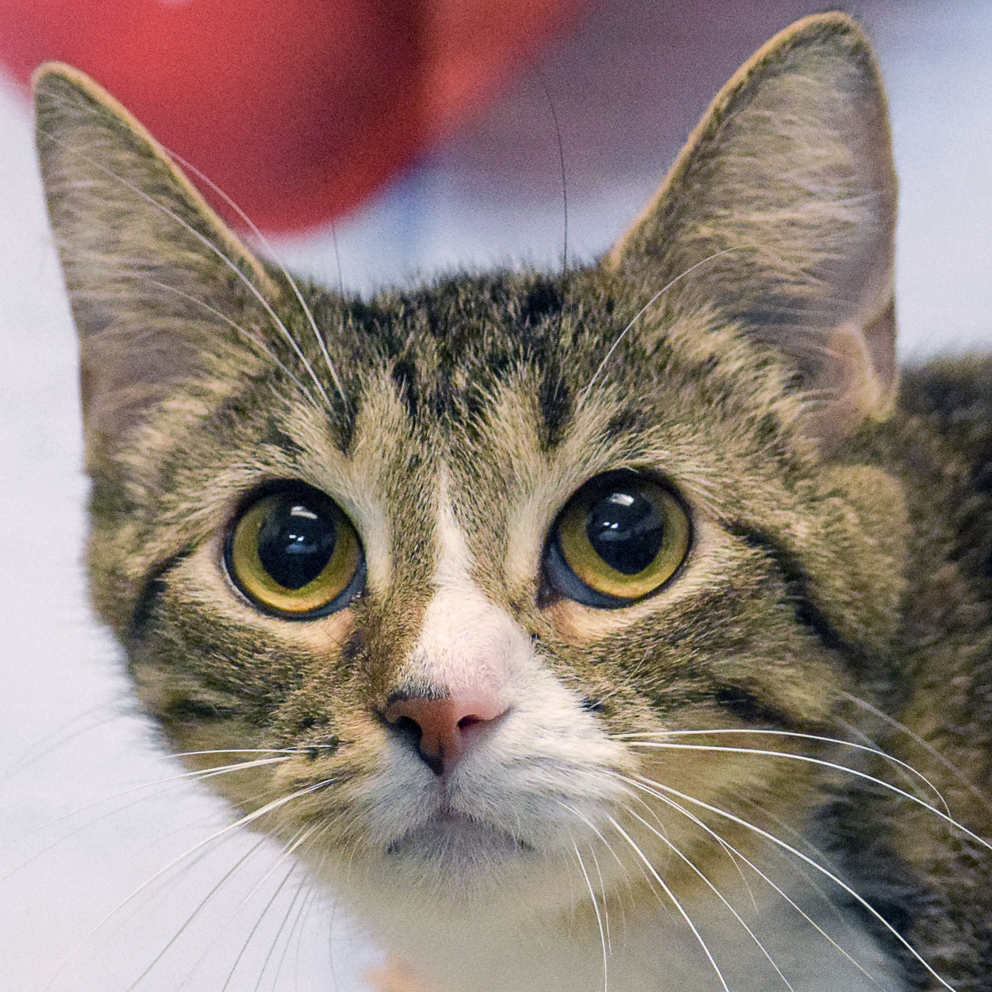 Rebecca - Animal House Shelter