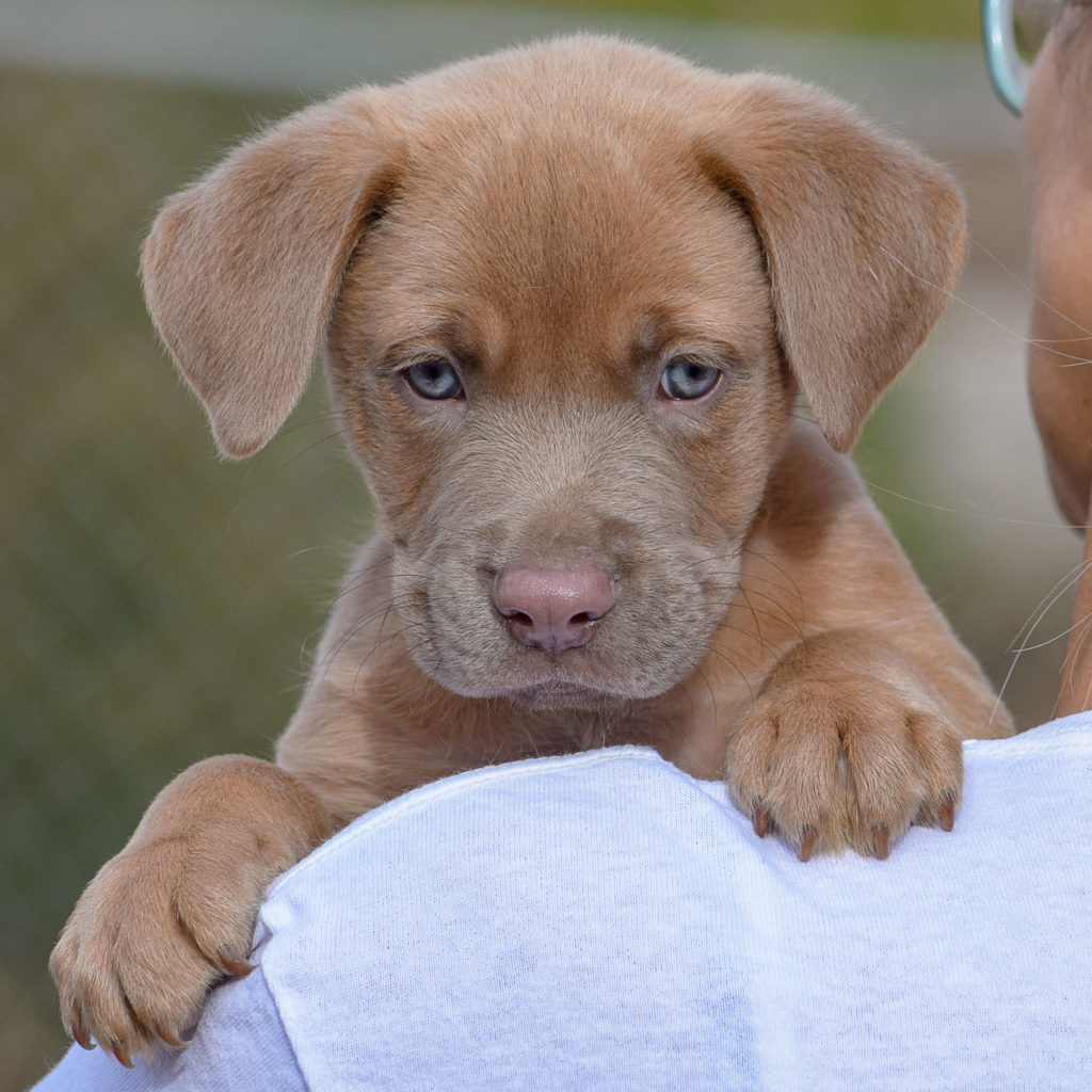 Ruger - Animal House Shelter