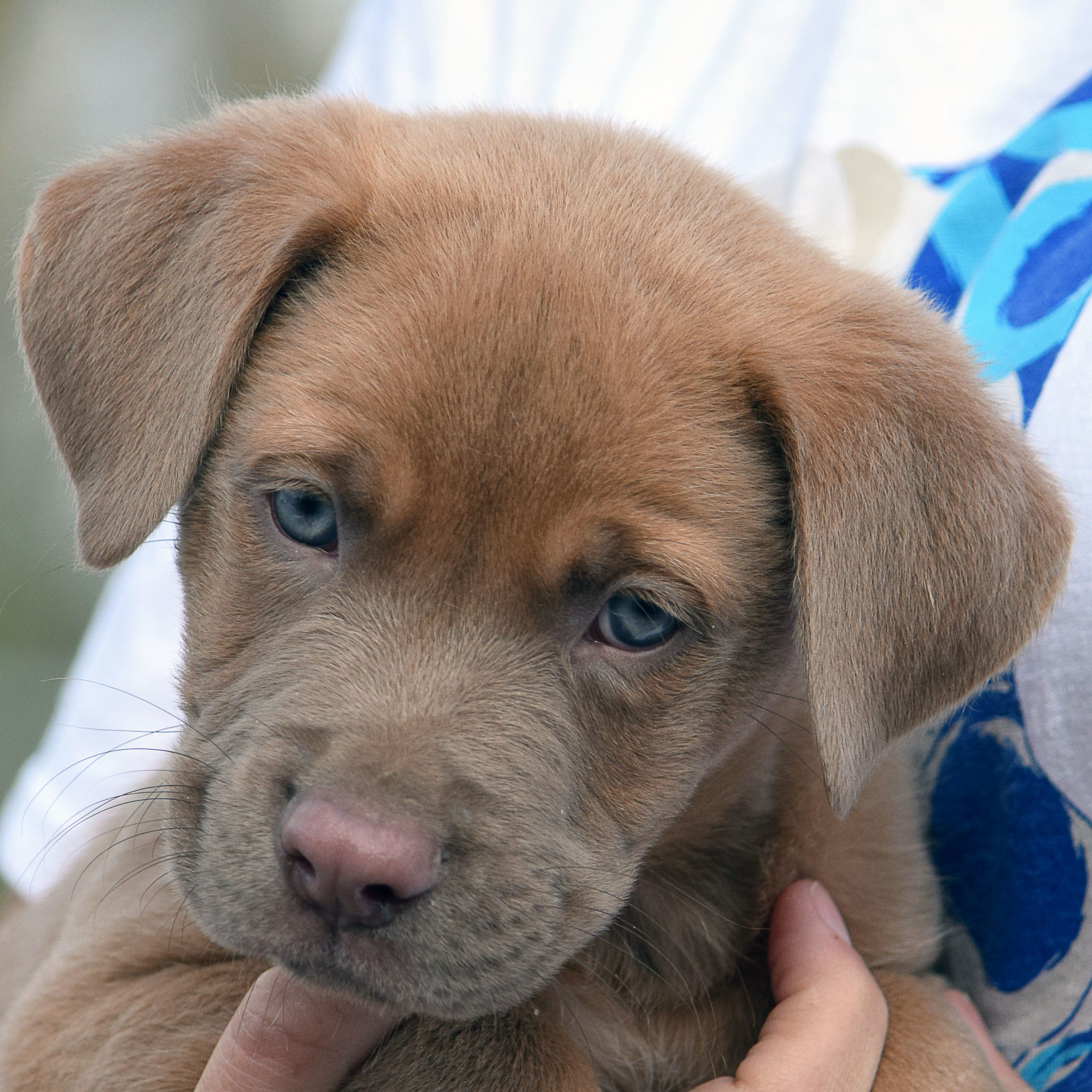 Ruger - Animal House Shelter