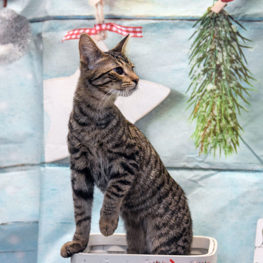 Tango - Animal House Shelter