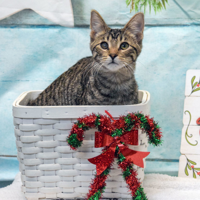 Tango - Animal House Shelter