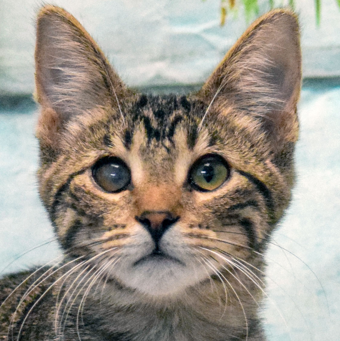 Tango - Animal House Shelter