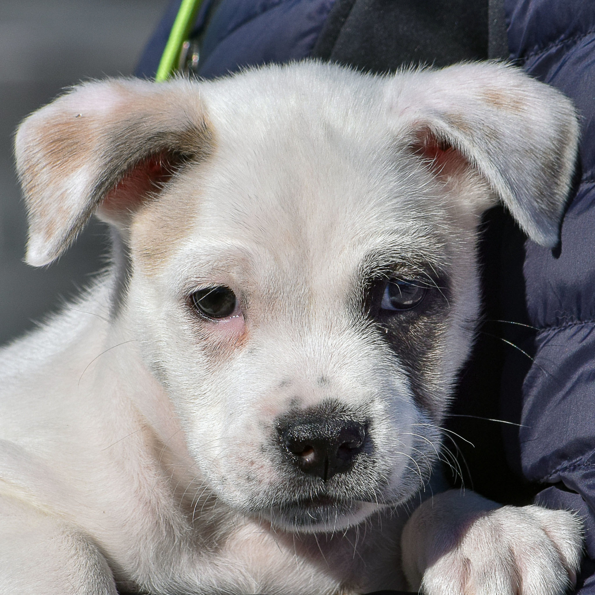 Callie - Animal House Shelter