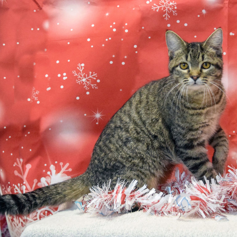 Cassie - Animal House Shelter