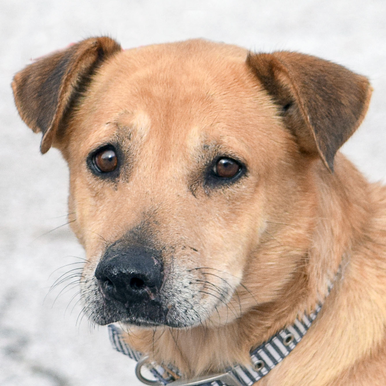 Charity - Animal House Shelter