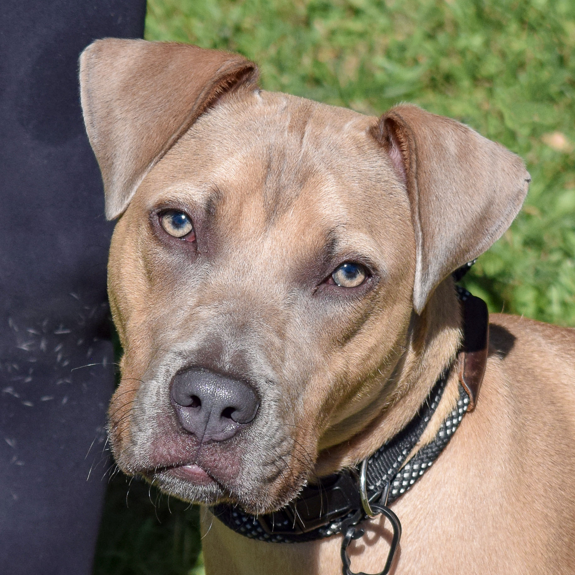 Chico - Animal House Shelter