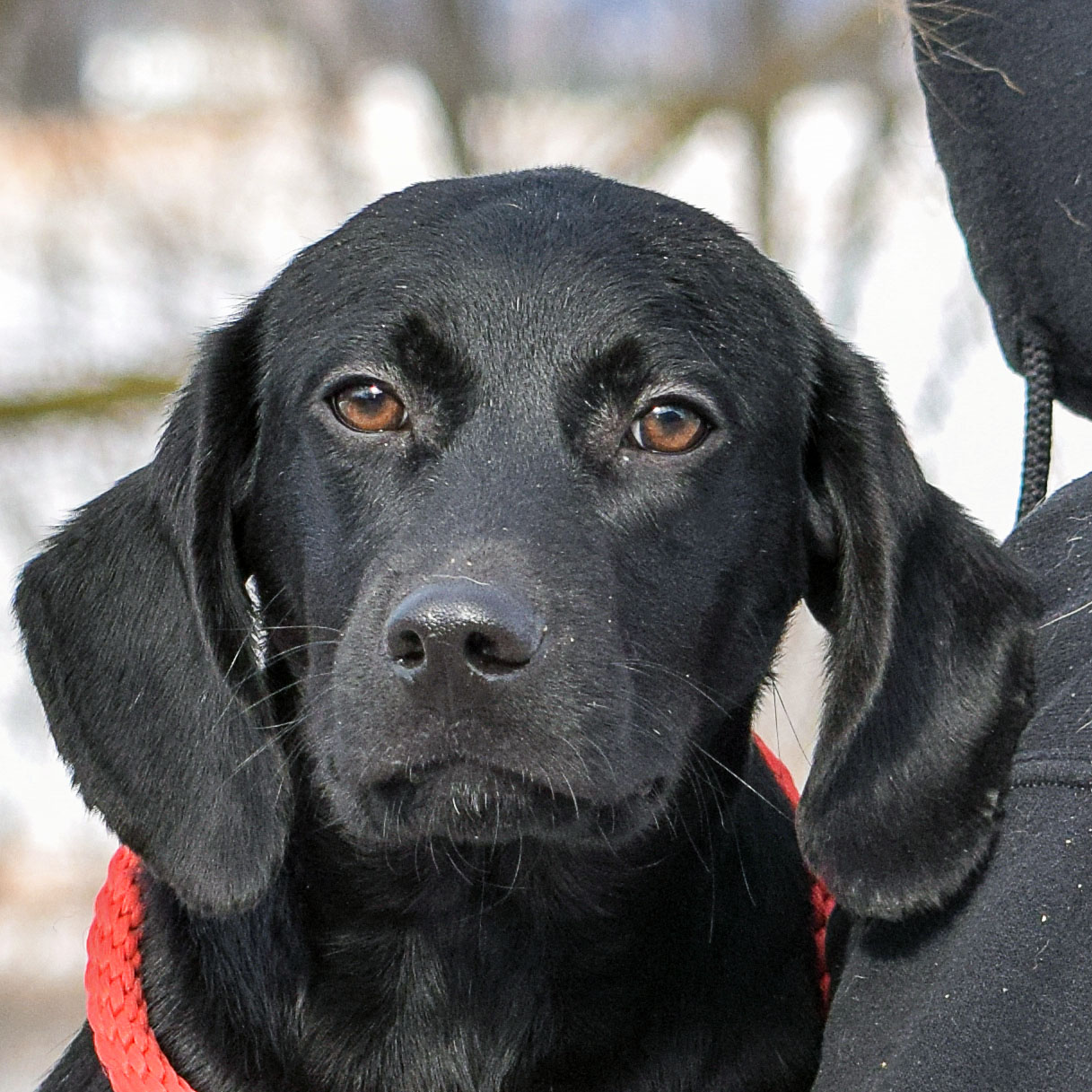 Dewey - Animal House Shelter