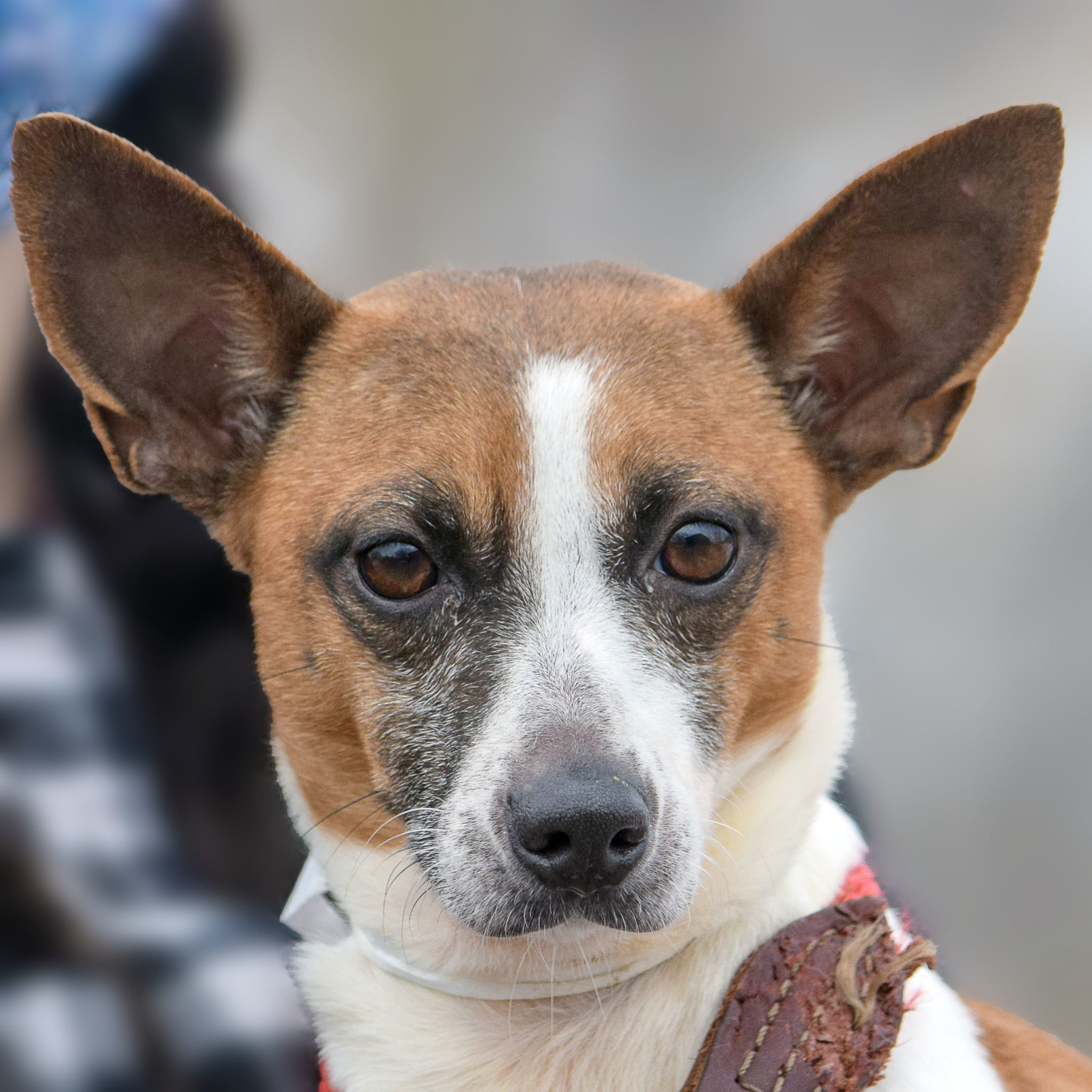 Duchess - Animal House Shelter