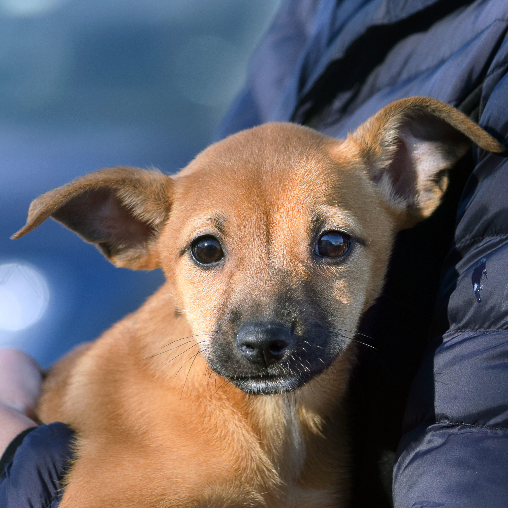 January - Animal House Shelter