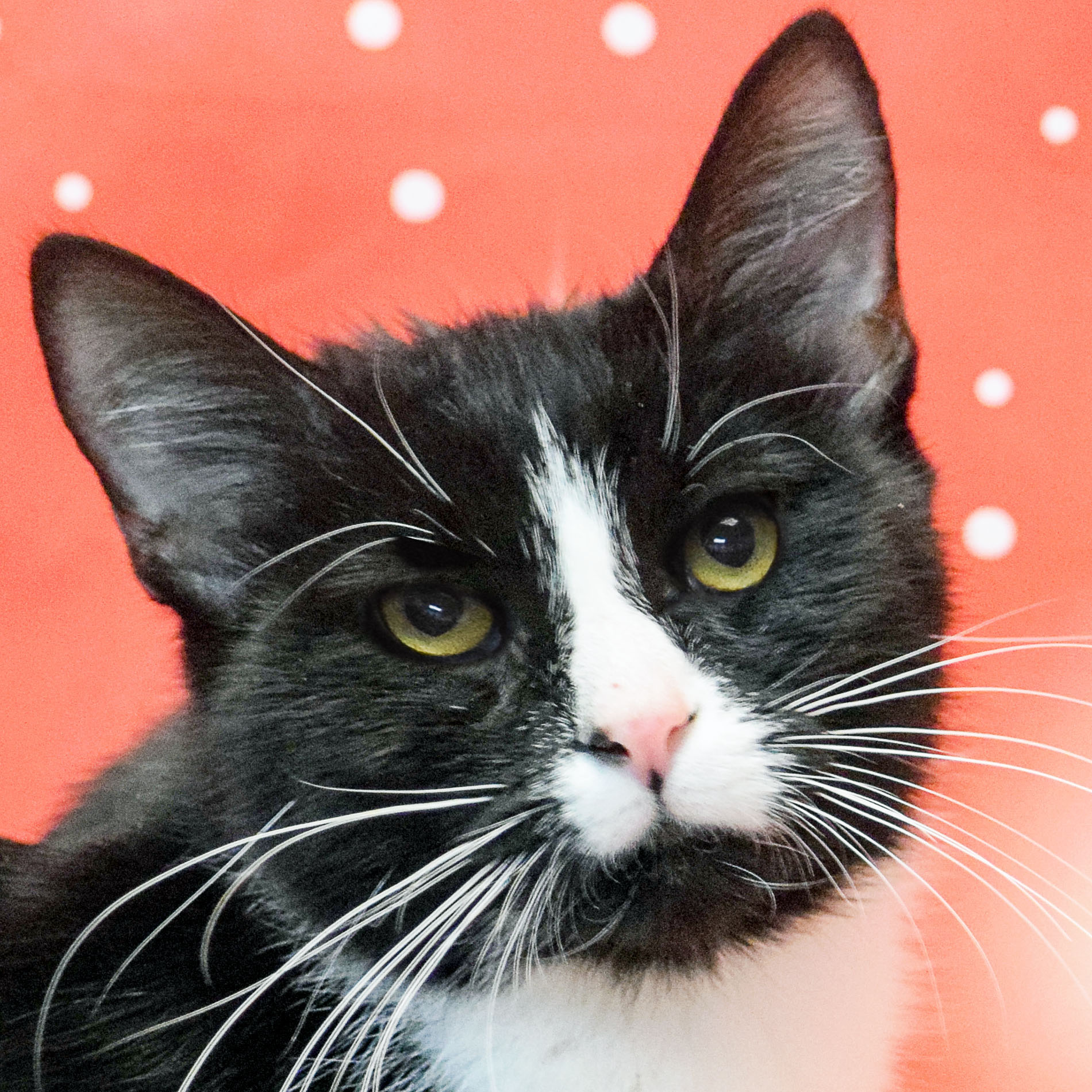 Kimmy - Animal House Shelter