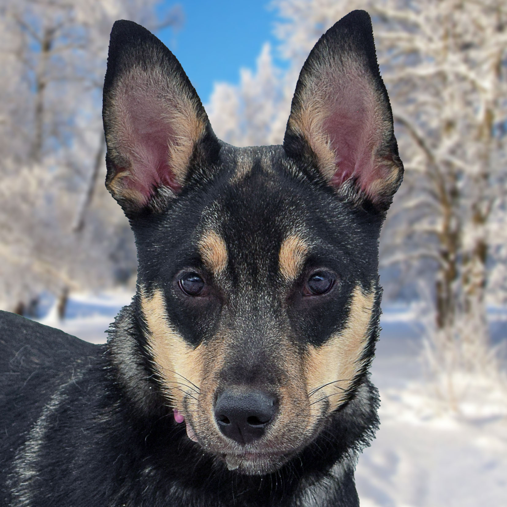 Regina - Animal House Shelter