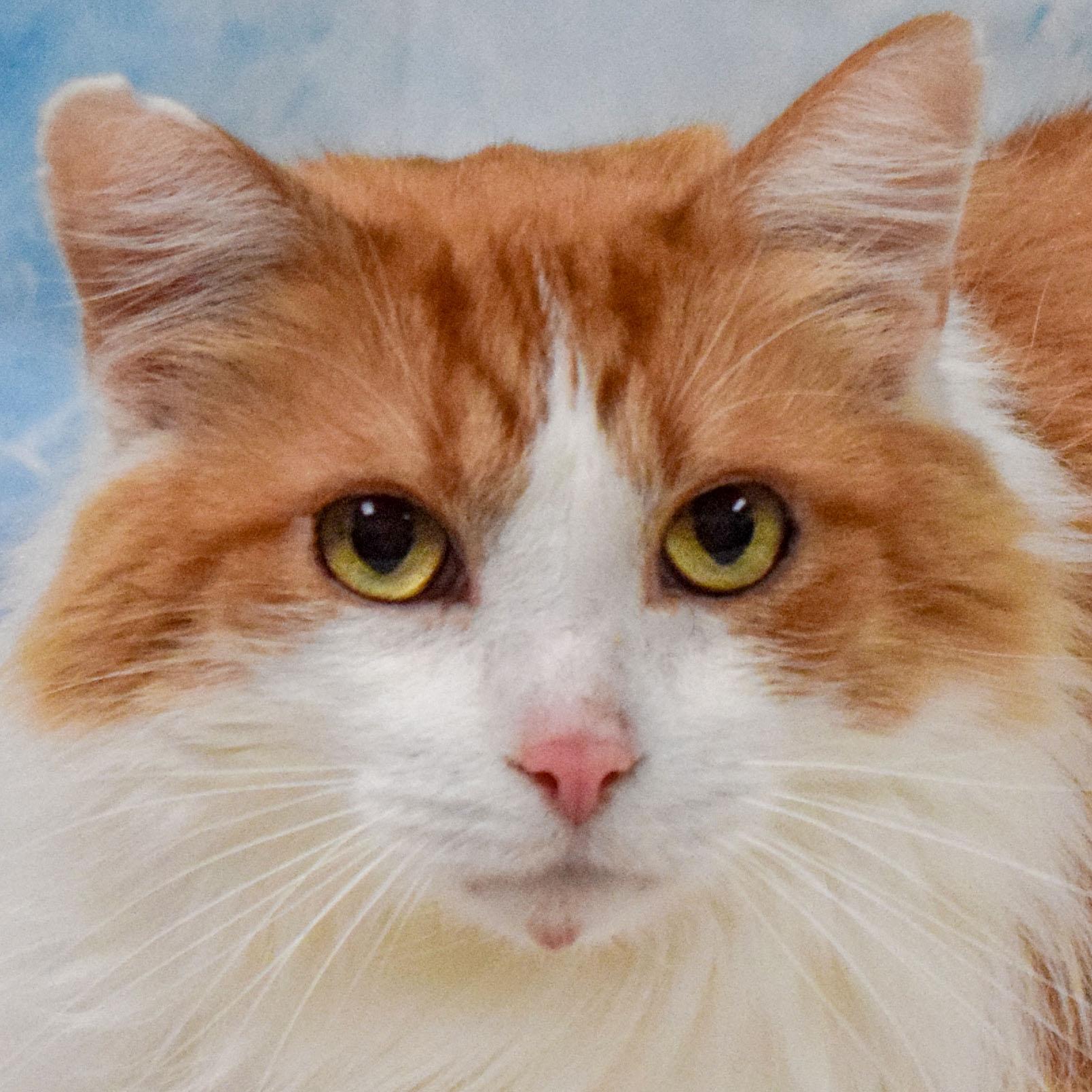 Simba - Animal House Shelter