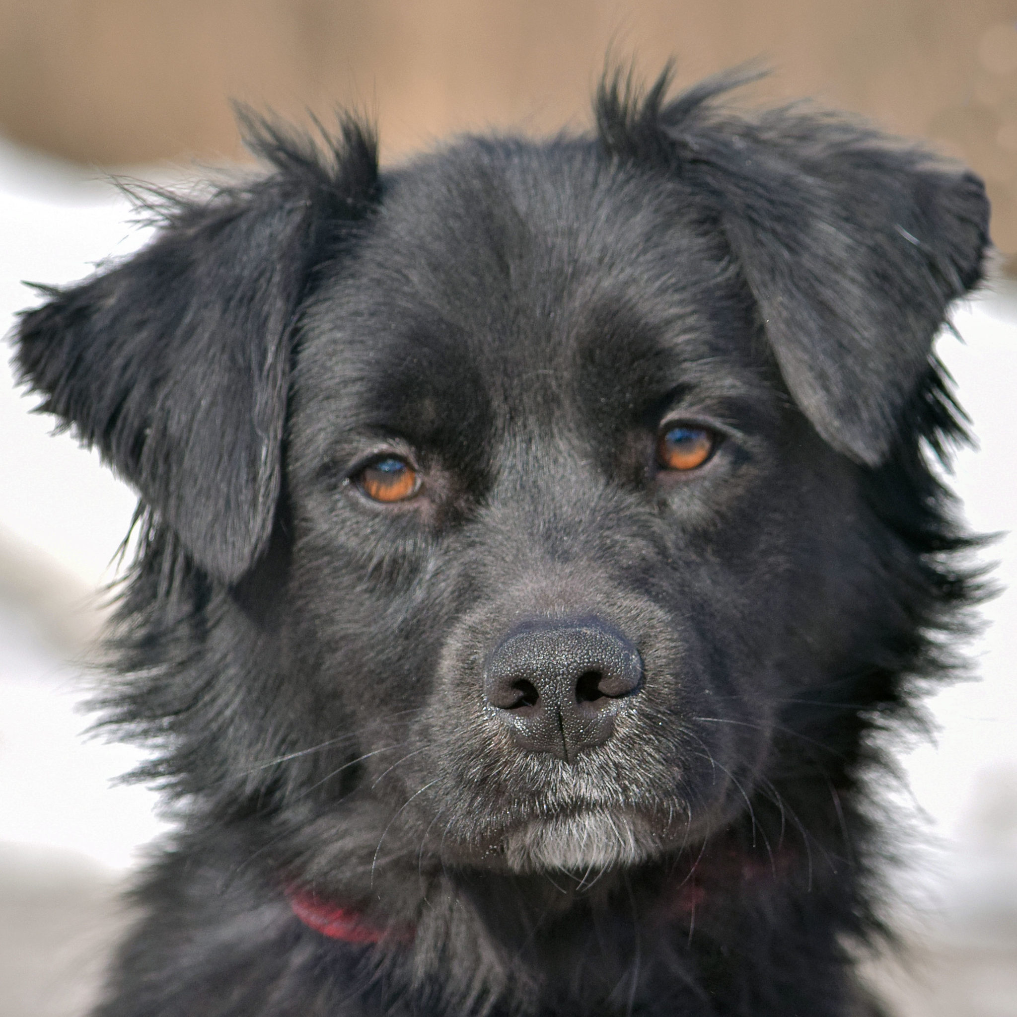 Heidi - Animal House Shelter