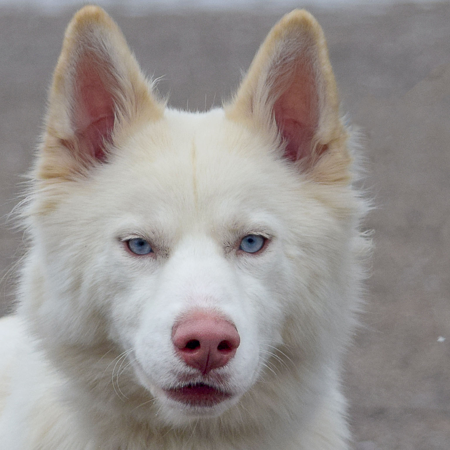 Angel - Animal House Shelter
