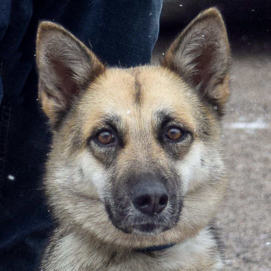 Buffy - Animal House Shelter