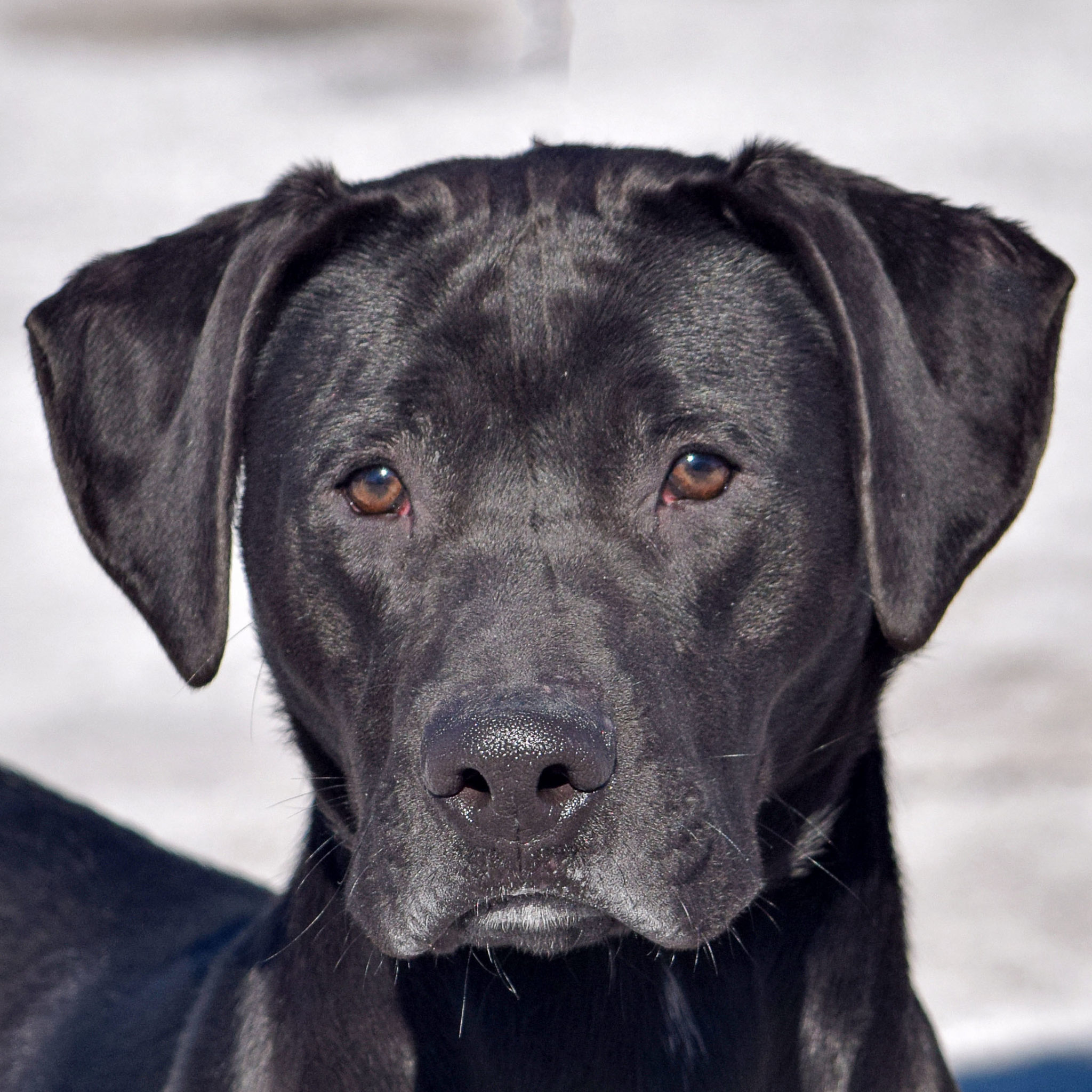 Louie - Animal House Shelter