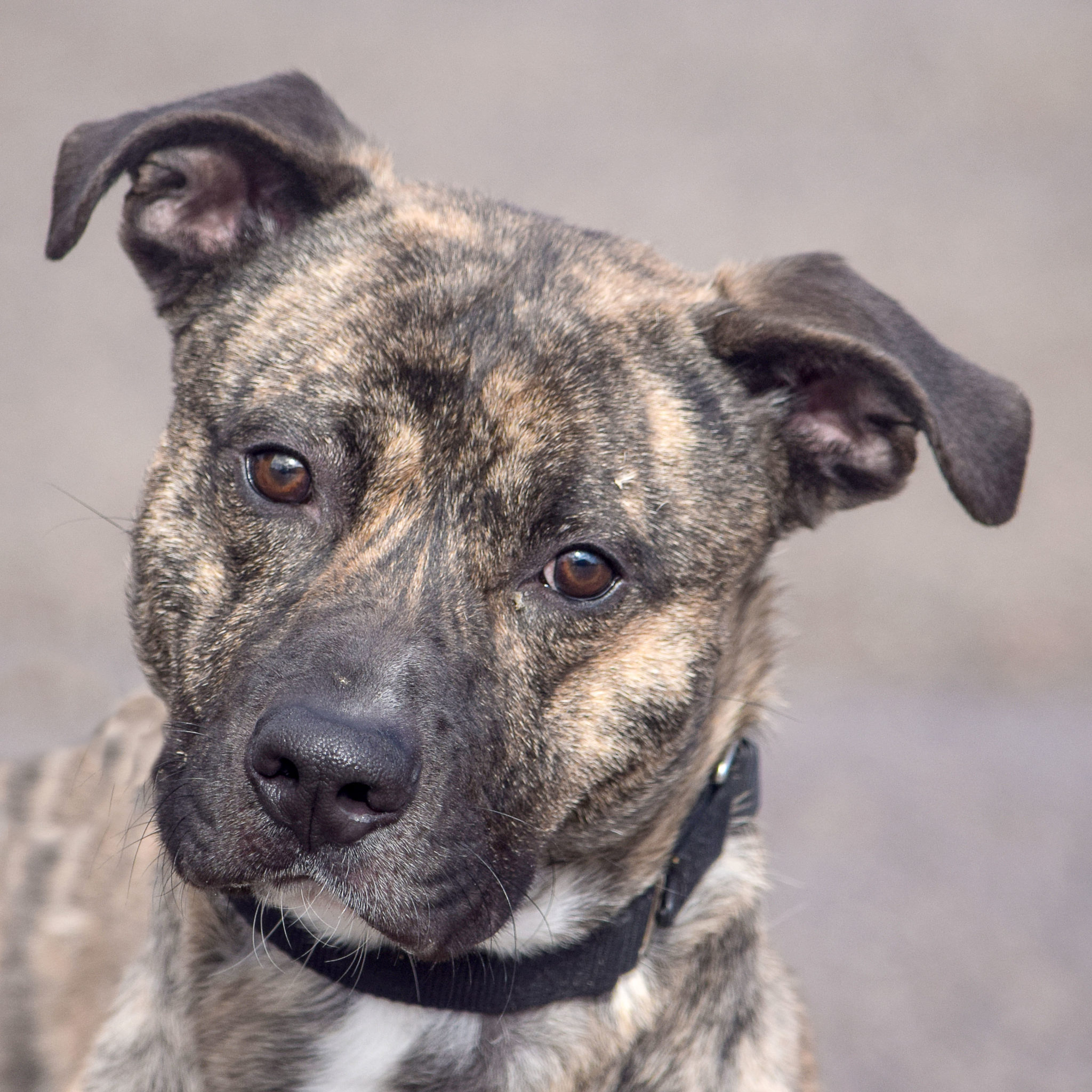 Riley - Animal House Shelter