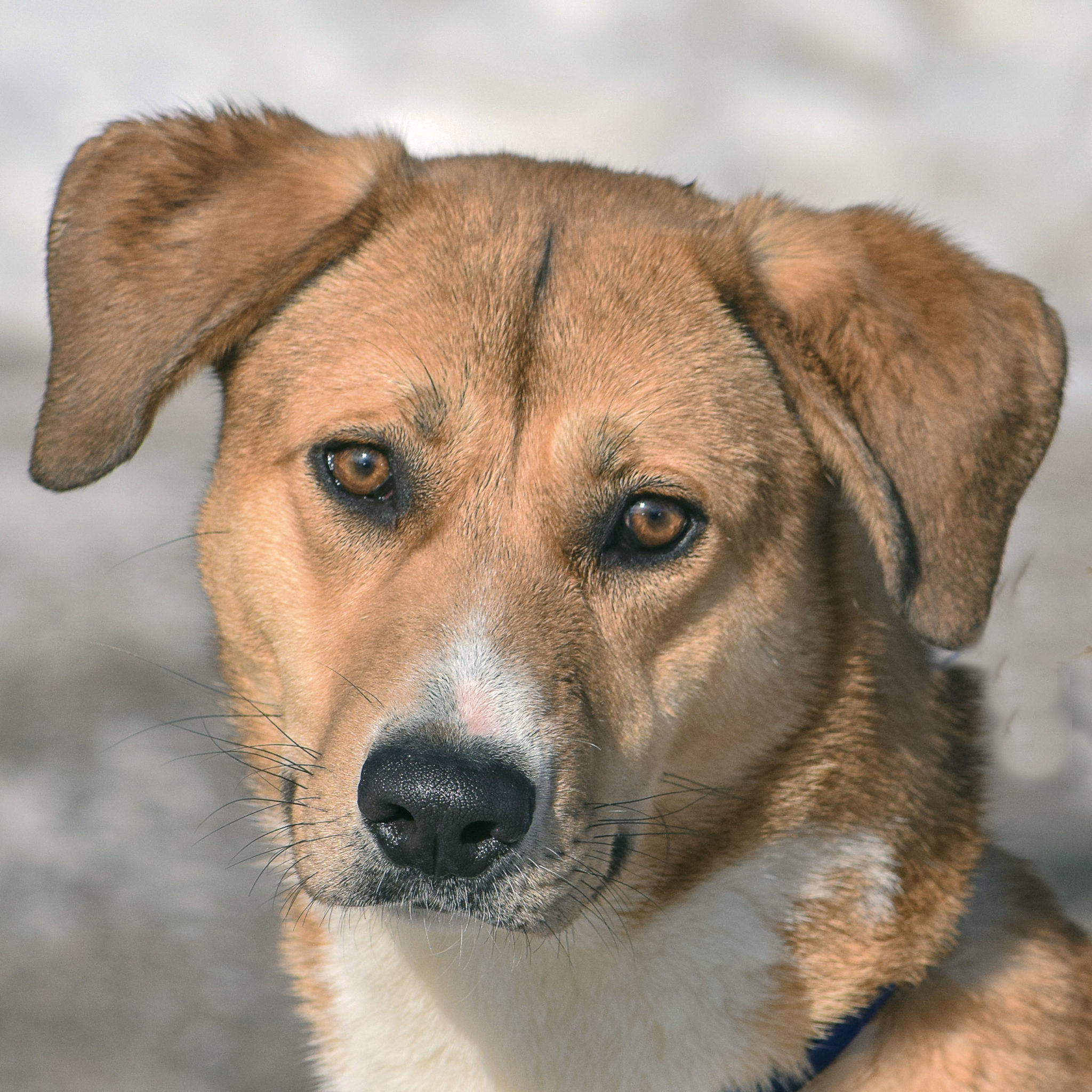 Shelly - Animal House Shelter