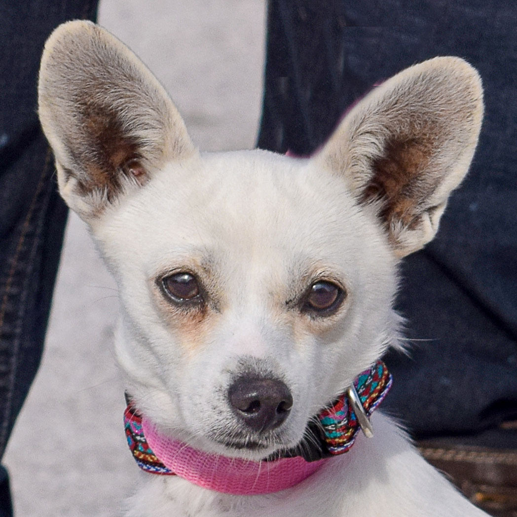 Toast - Animal House Shelter