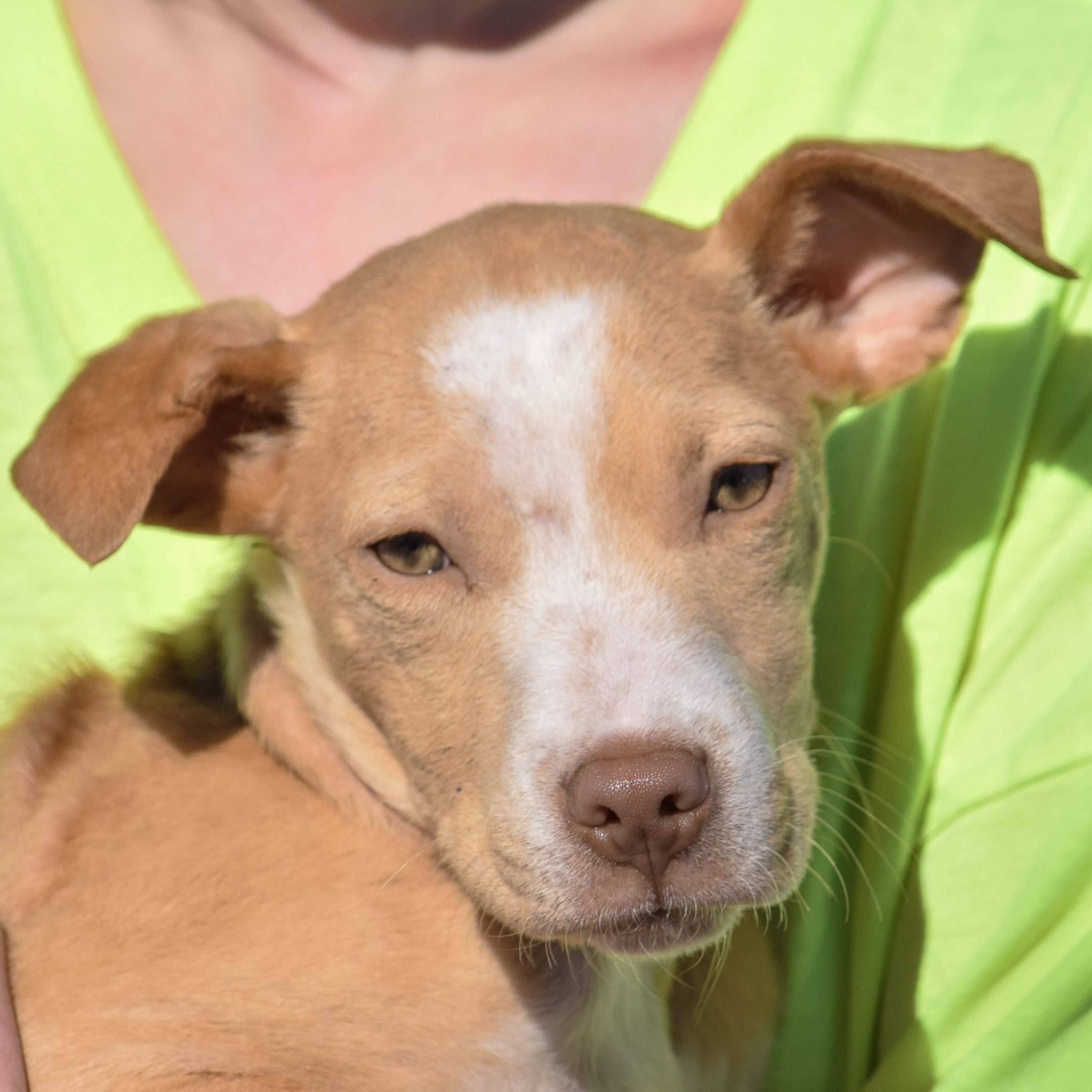 Wilbur - Animal House Shelter