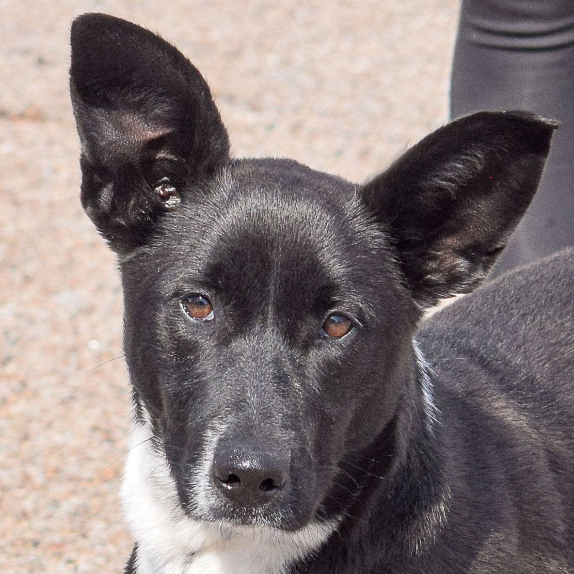 Buttercup - Animal House Shelter