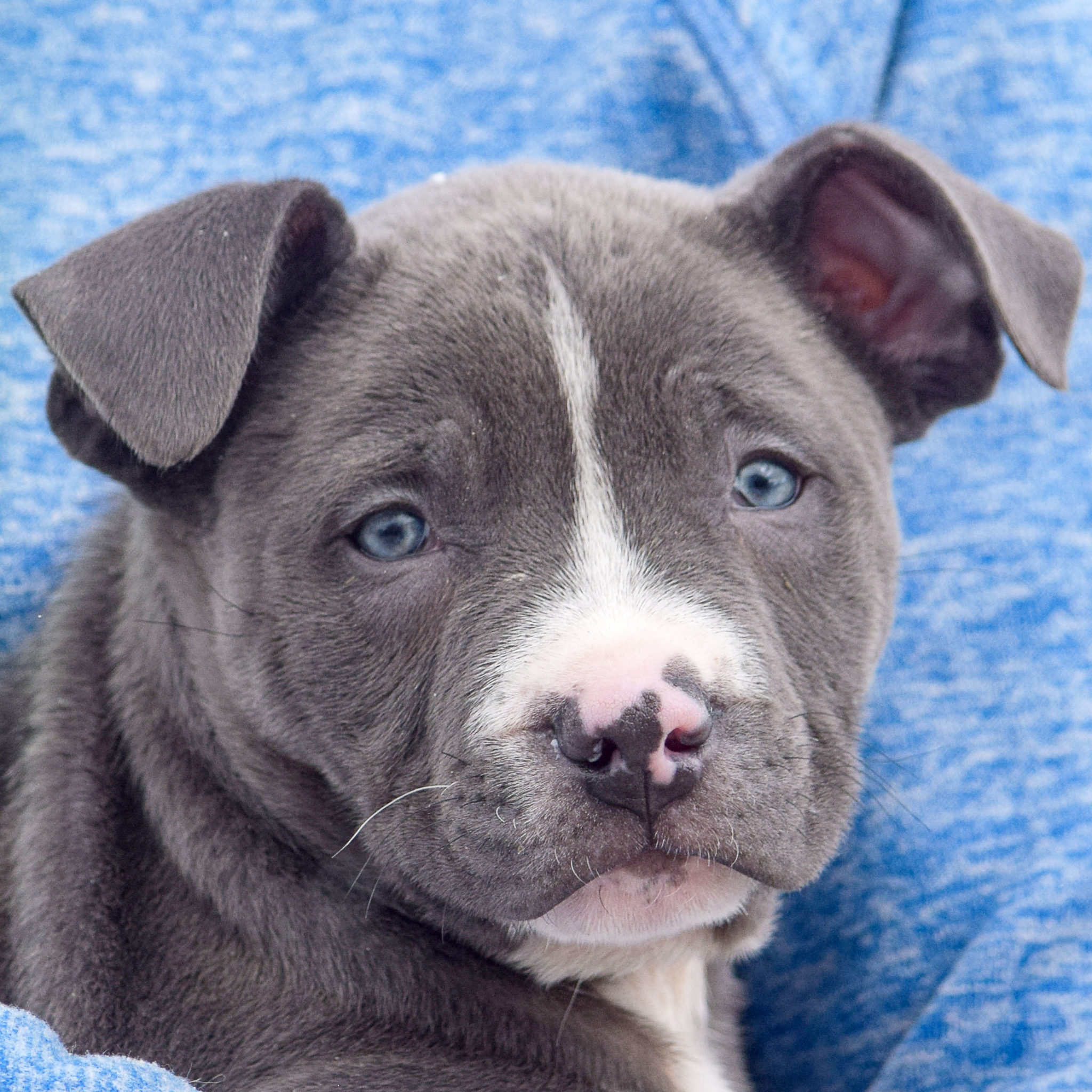 Chunk - Animal House Shelter