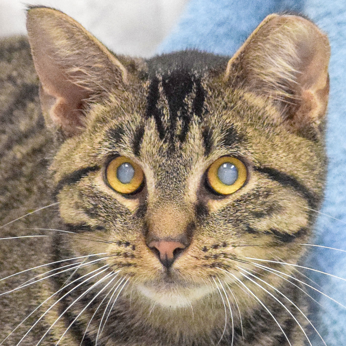 Cooper - Animal House Shelter