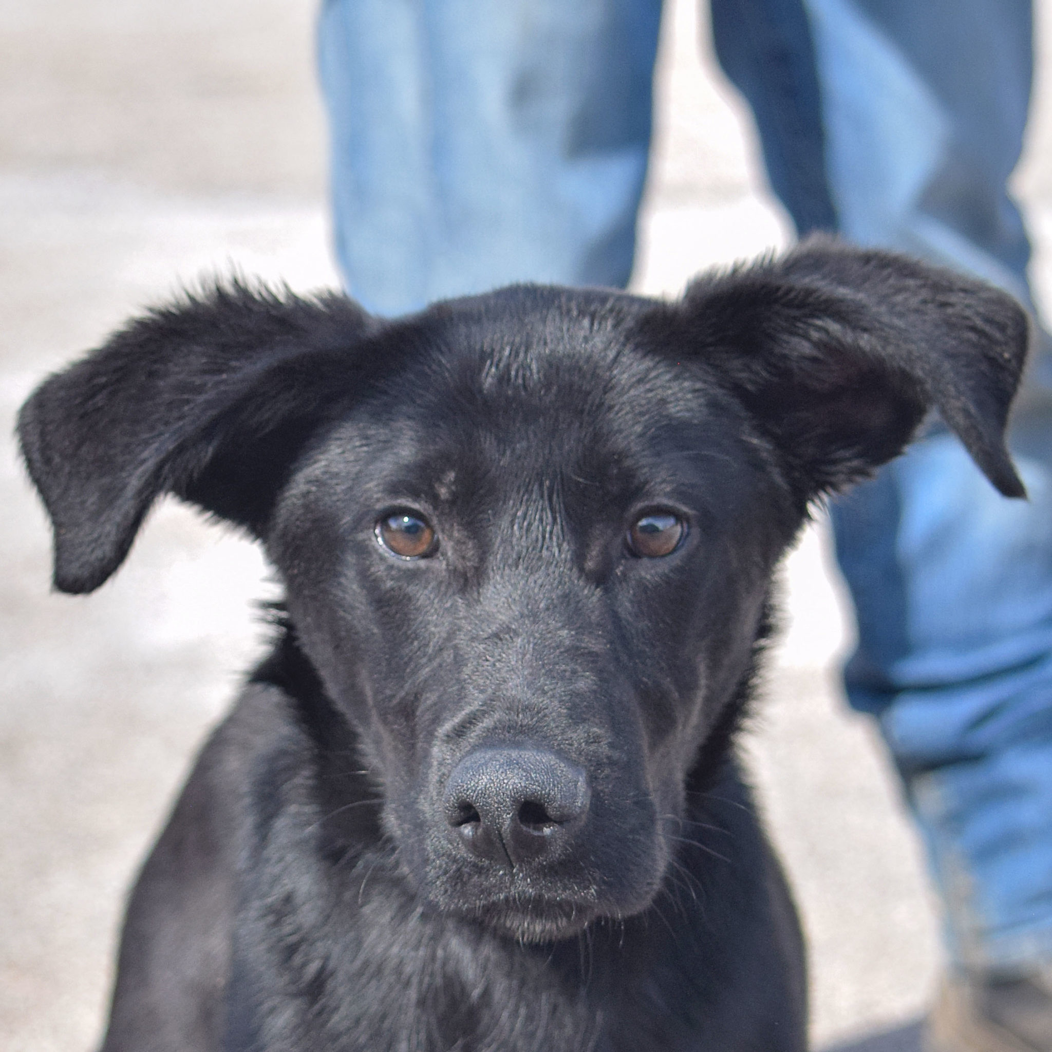 Knight - Animal House Shelter