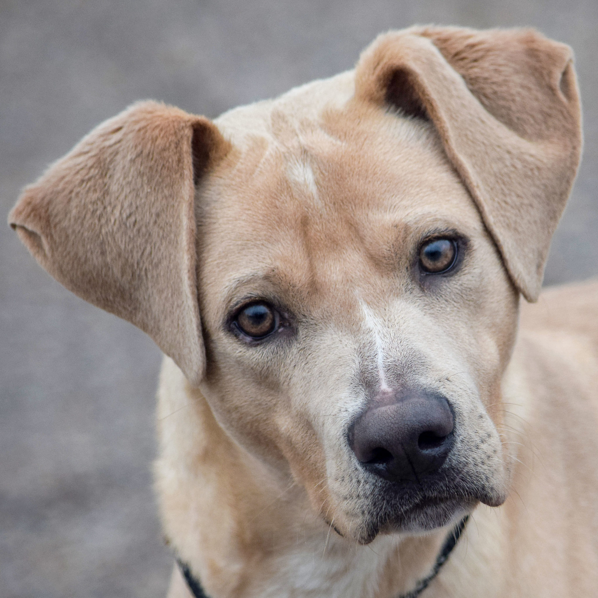 Reebok - Animal House Shelter