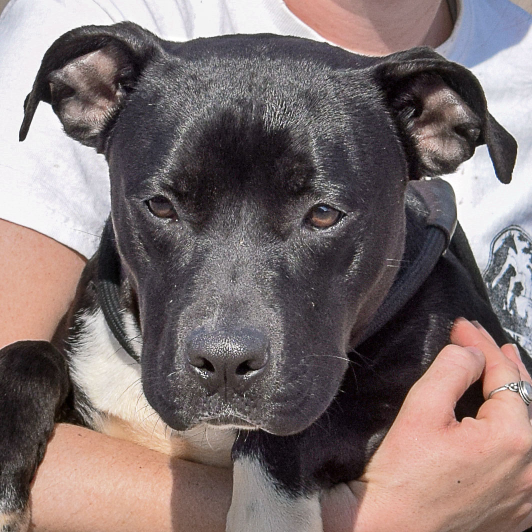 Wayne - Animal House Shelter