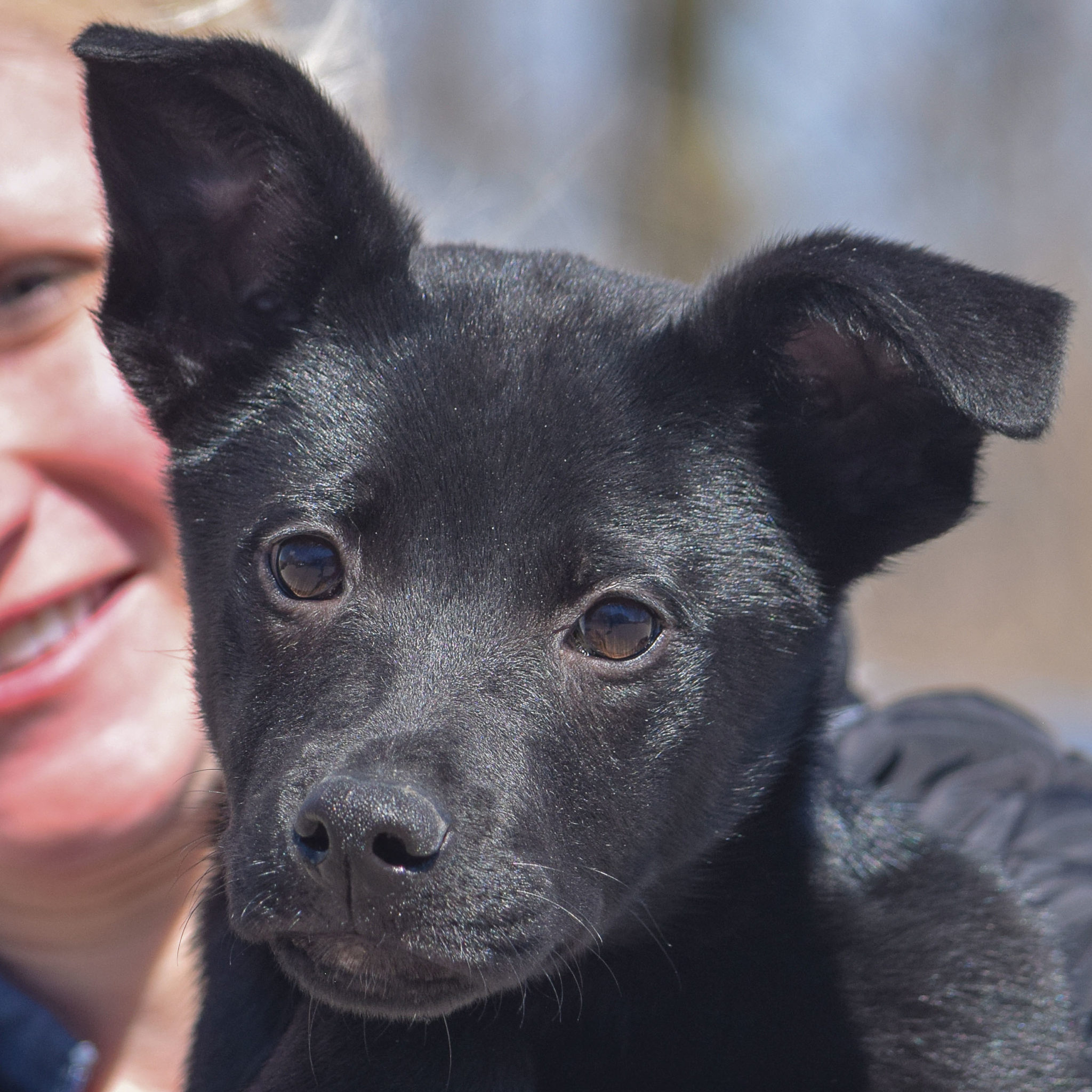 Anna - Animal House Shelter