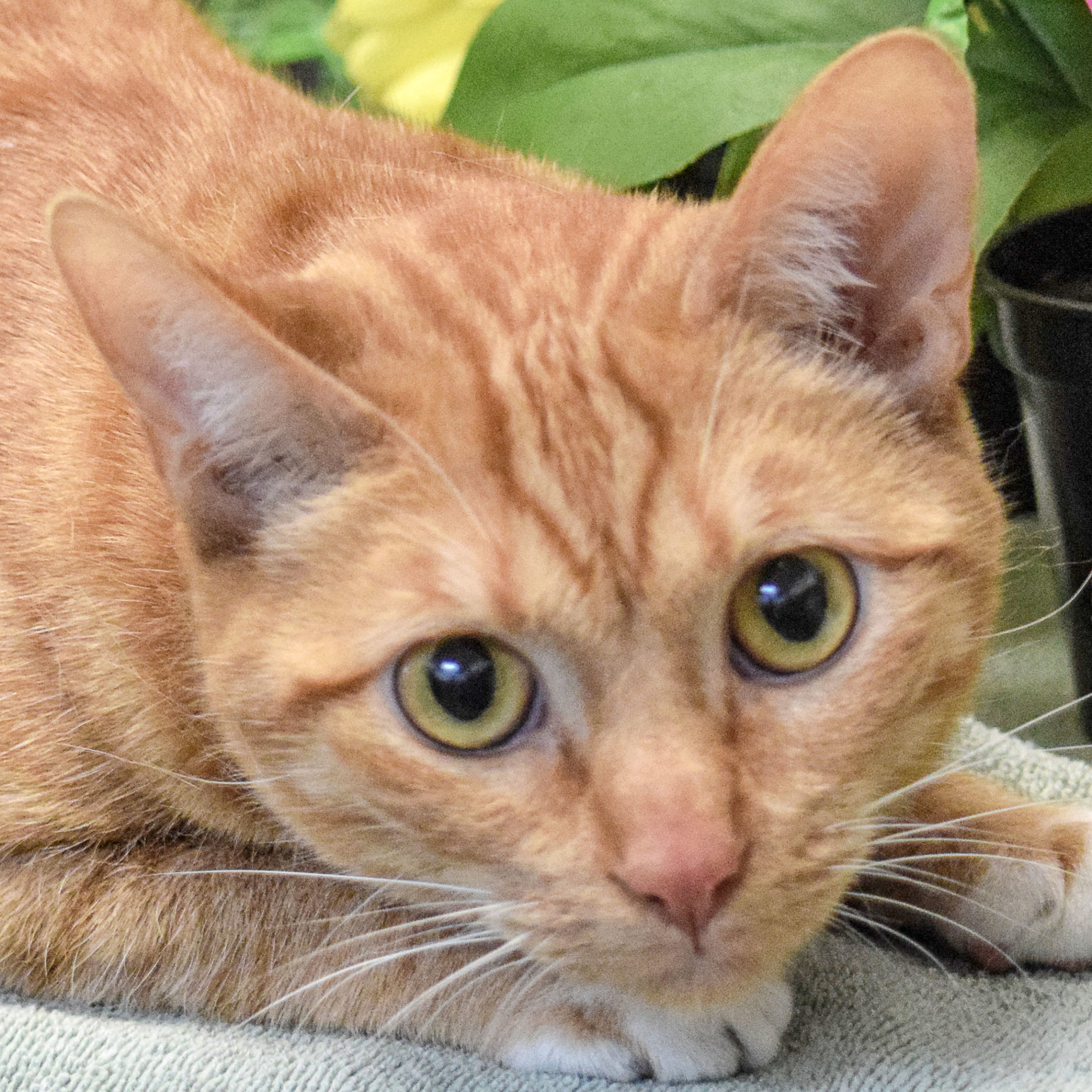 Apricot - Animal House Shelter