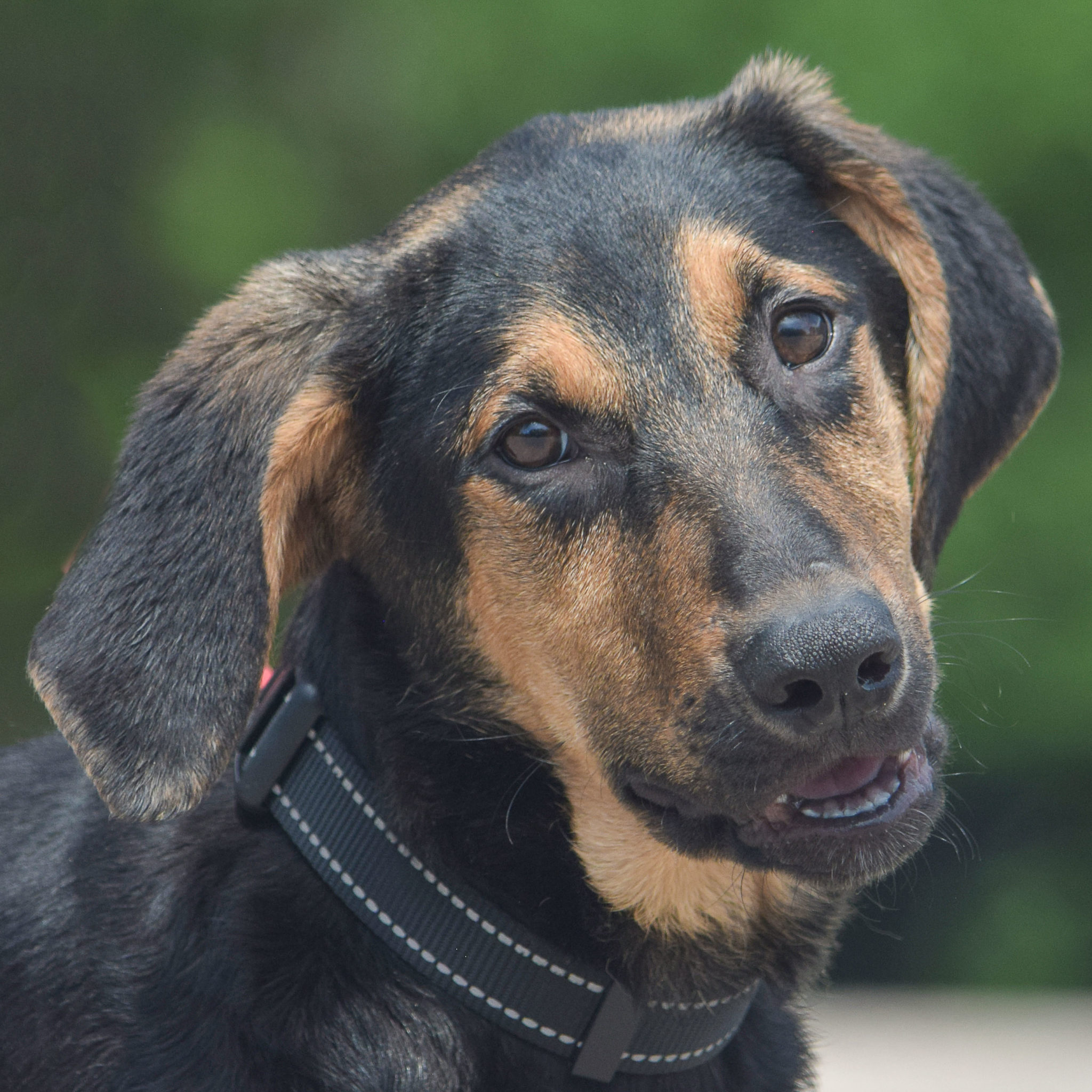 Atta - Animal House Shelter