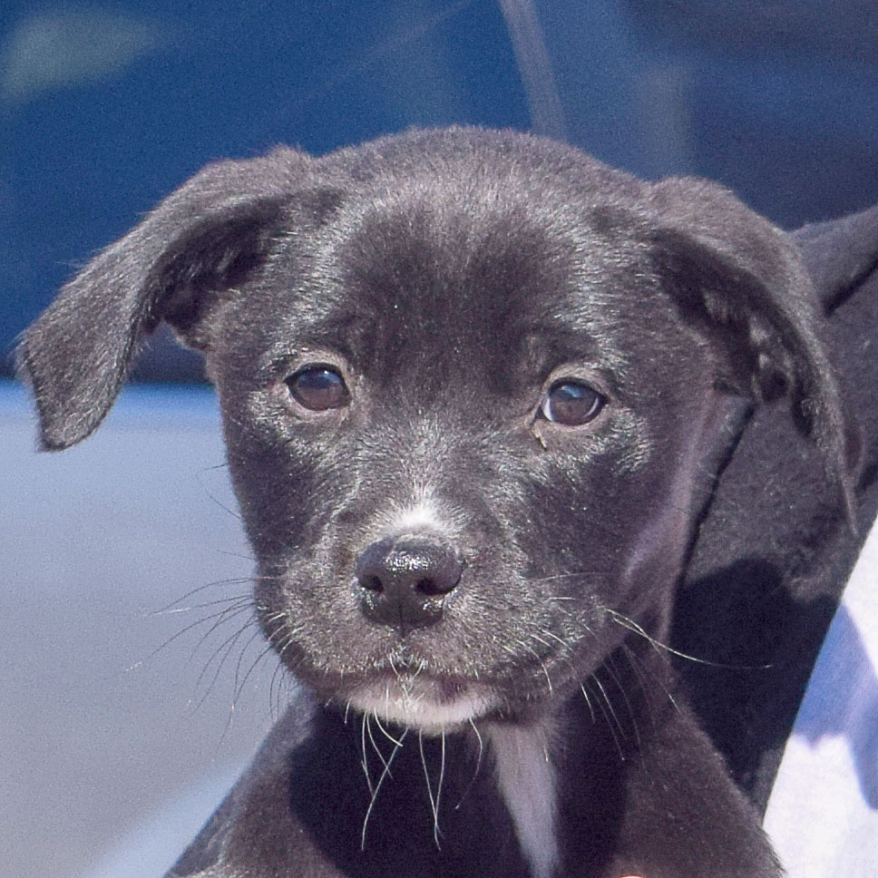 Audrey - Animal House Shelter