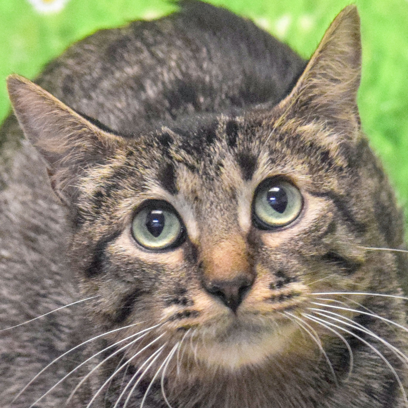 Danish - Animal House Shelter