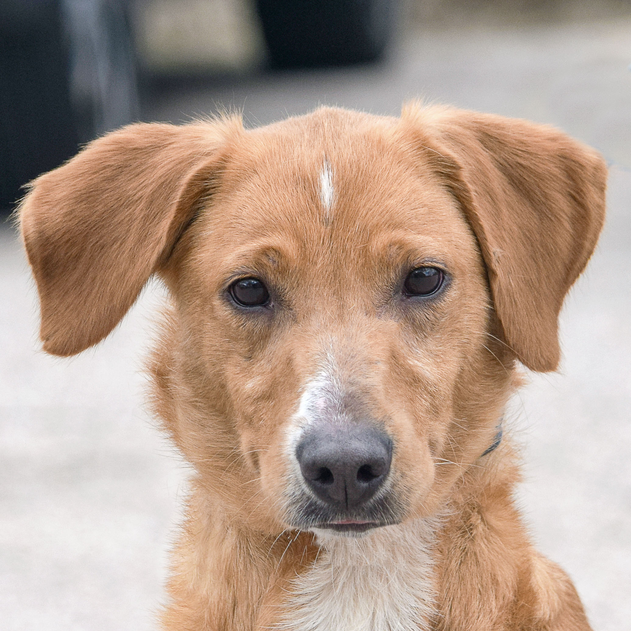 Ina - Animal House Shelter