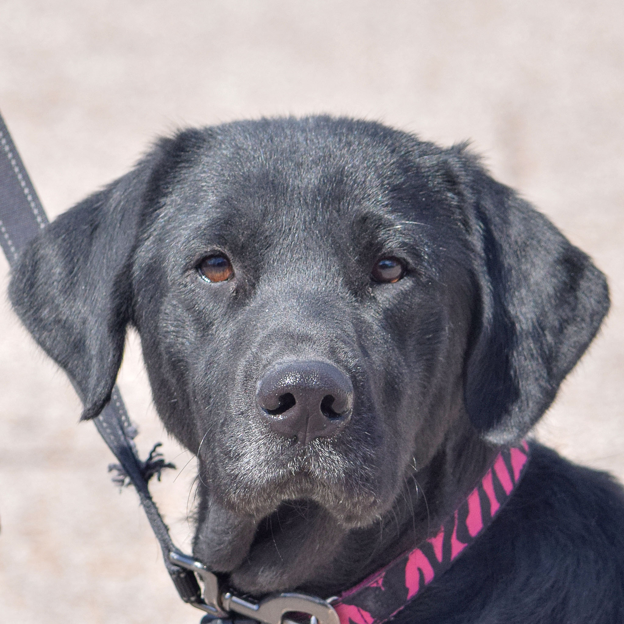 Kira - Animal House Shelter