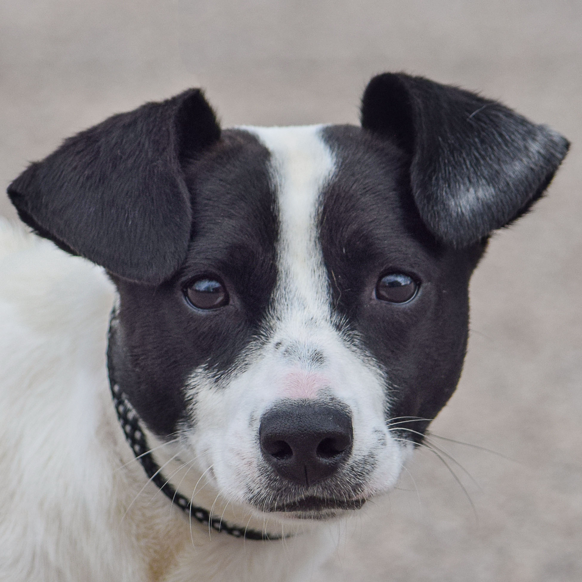 Otto - Animal House Shelter