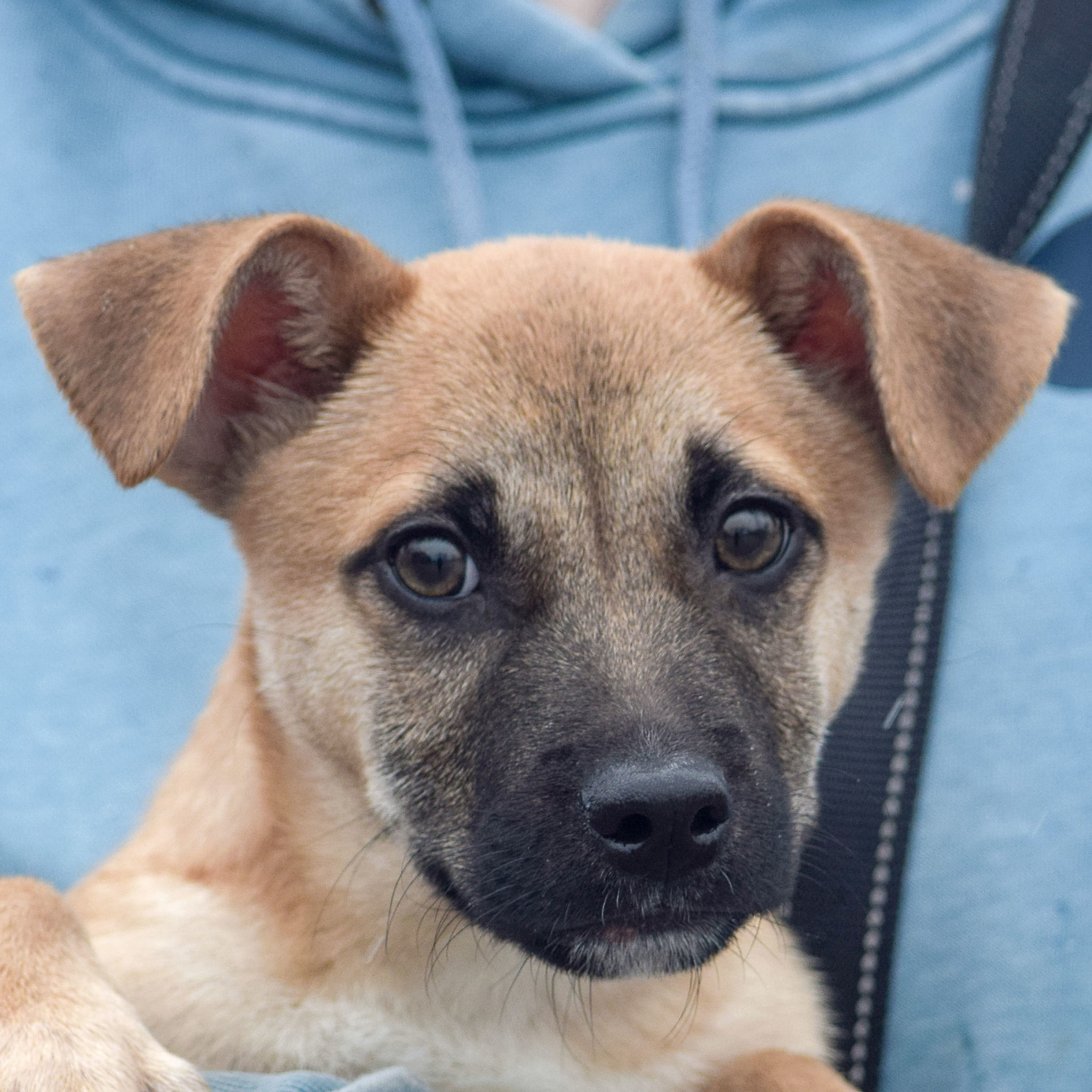 Parker - Animal House Shelter