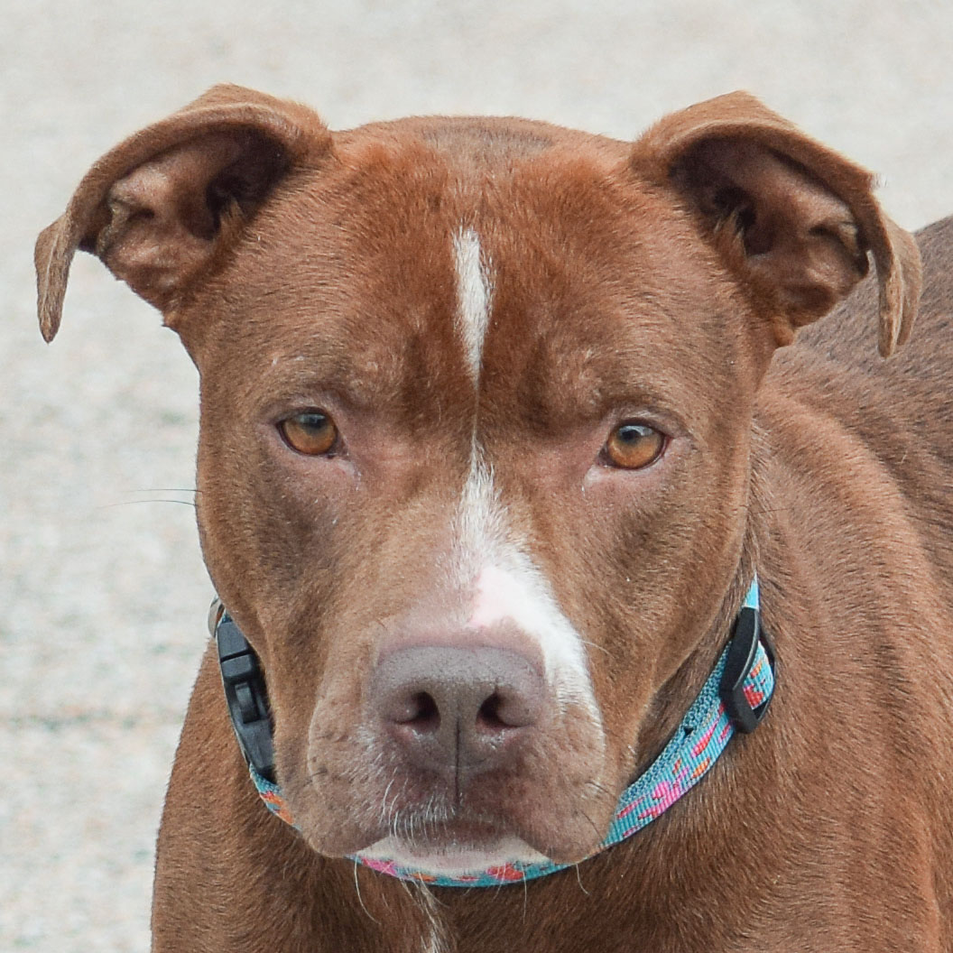 Ruby - Animal House Shelter